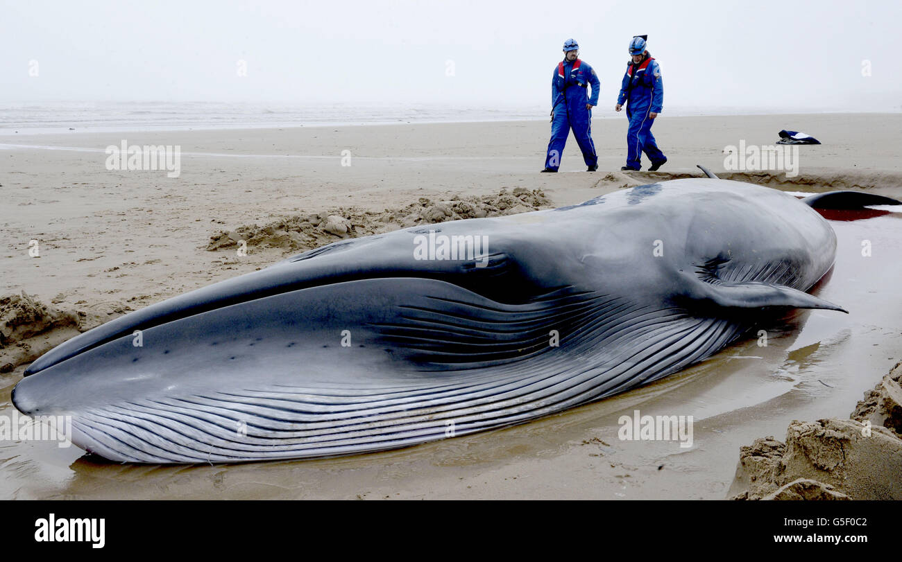 Retter bieten an, kränkelnde Wale zu retten. Ein 8 m hoher Nerzwal ...