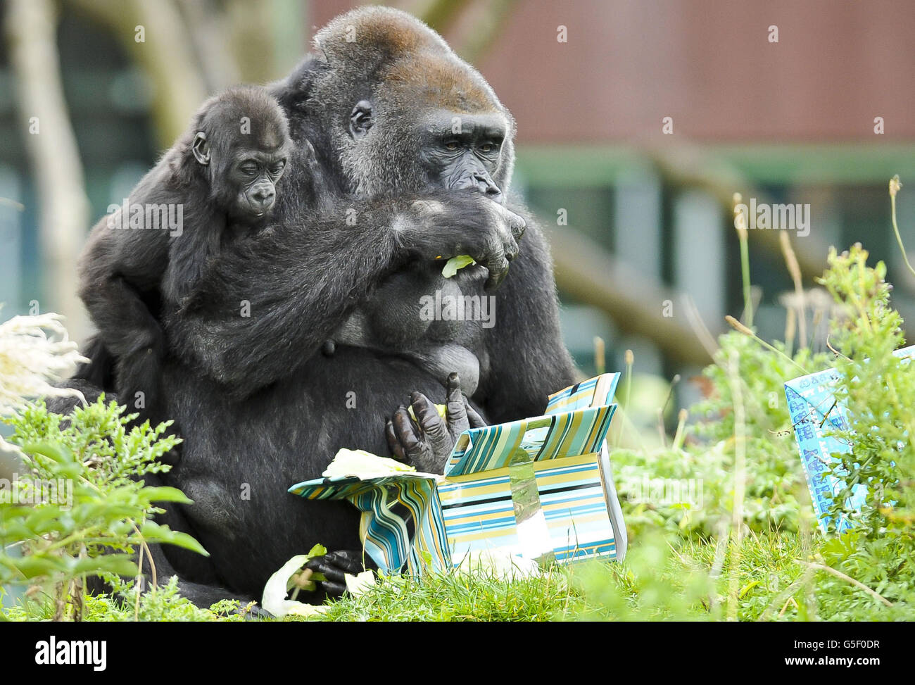Mutter salome -Fotos und -Bildmaterial in hoher Auflösung – Alamy