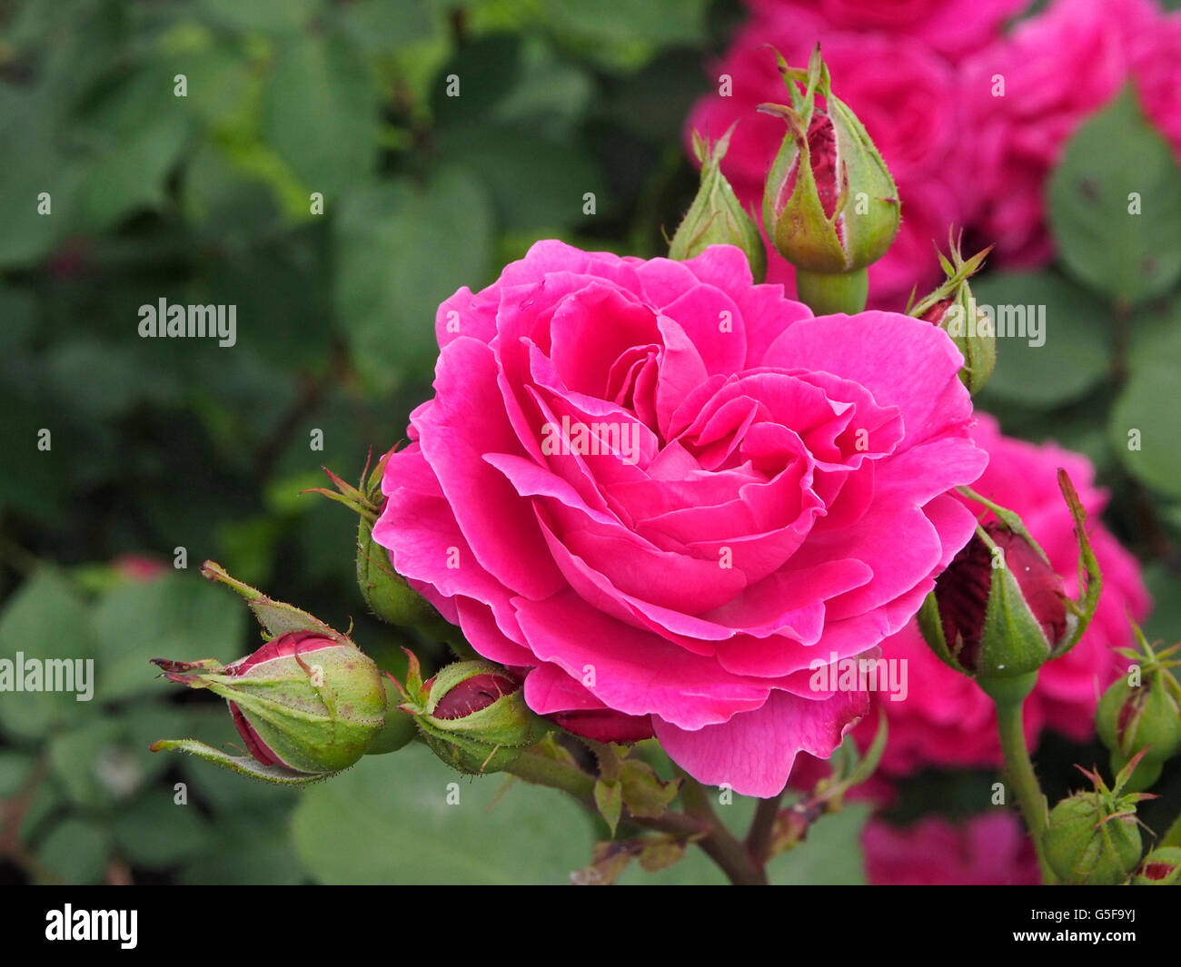 Old Garden Rose Rosa X borboniana „Sir Joseph Paxton“ (Bourbon Rose ...