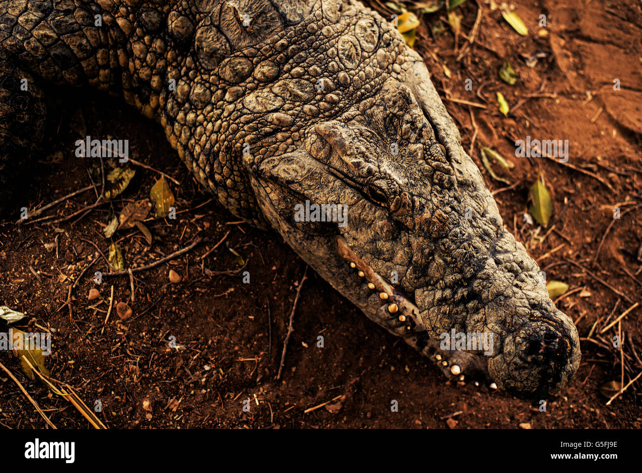 Erfolglose krokodilfarm -Fotos und -Bildmaterial in hoher Auflösung – Alamy