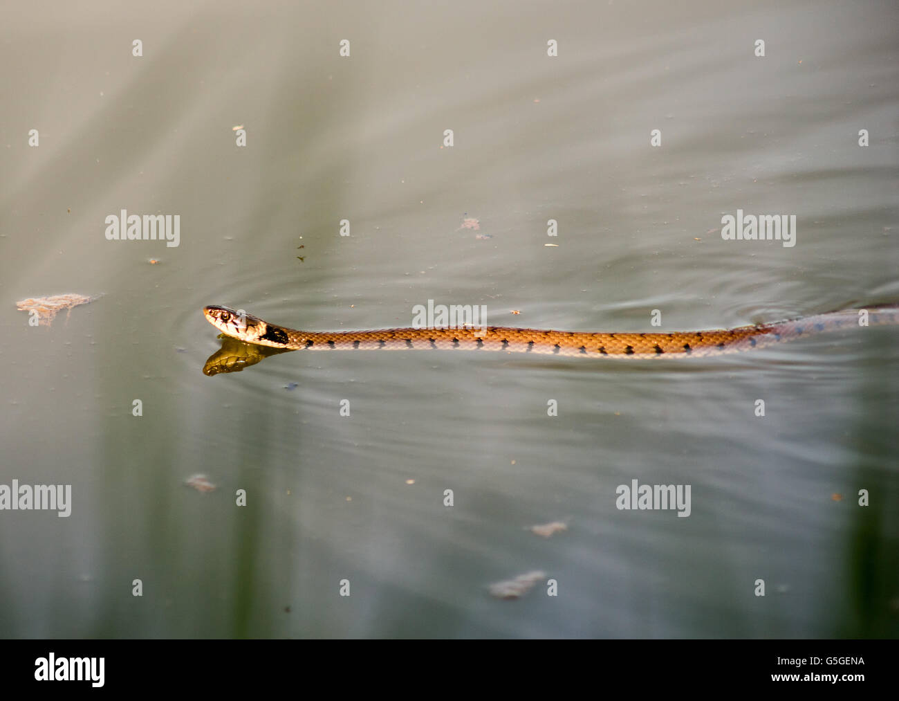 Ringelnatter natrix natrix schwimmend -Fotos und -Bildmaterial in hoher ...