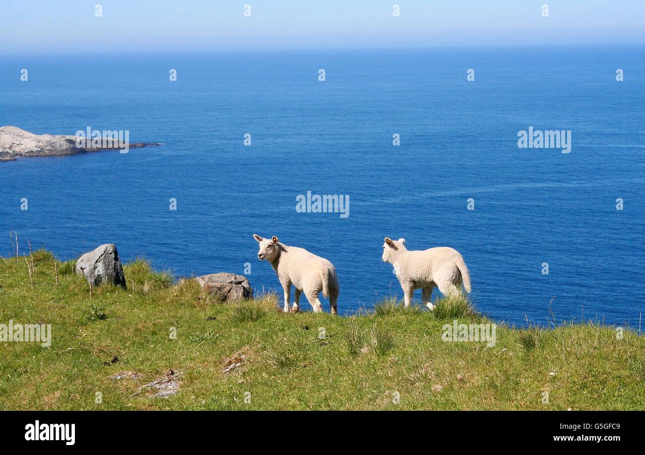 Sau og lam -Fotos und -Bildmaterial in hoher Auflösung – Alamy