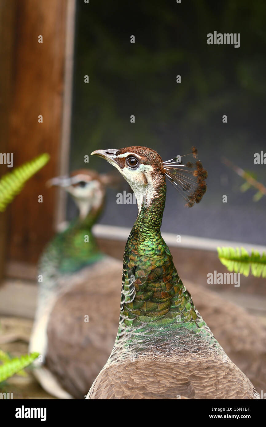 Female peahen -Fotos und -Bildmaterial in hoher Auflösung – Alamy