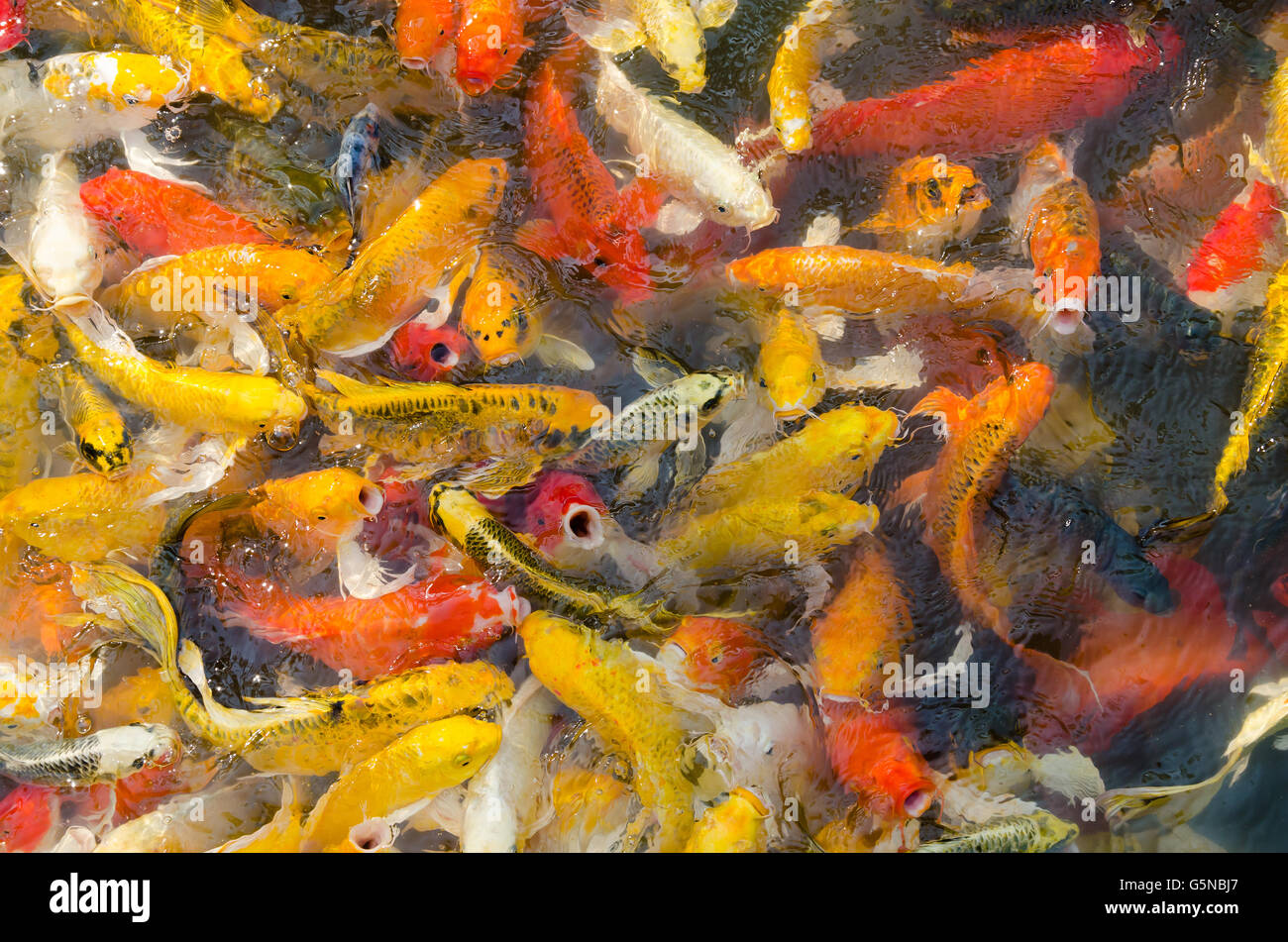 Fancy koi -Fotos und -Bildmaterial in hoher Auflösung – Alamy