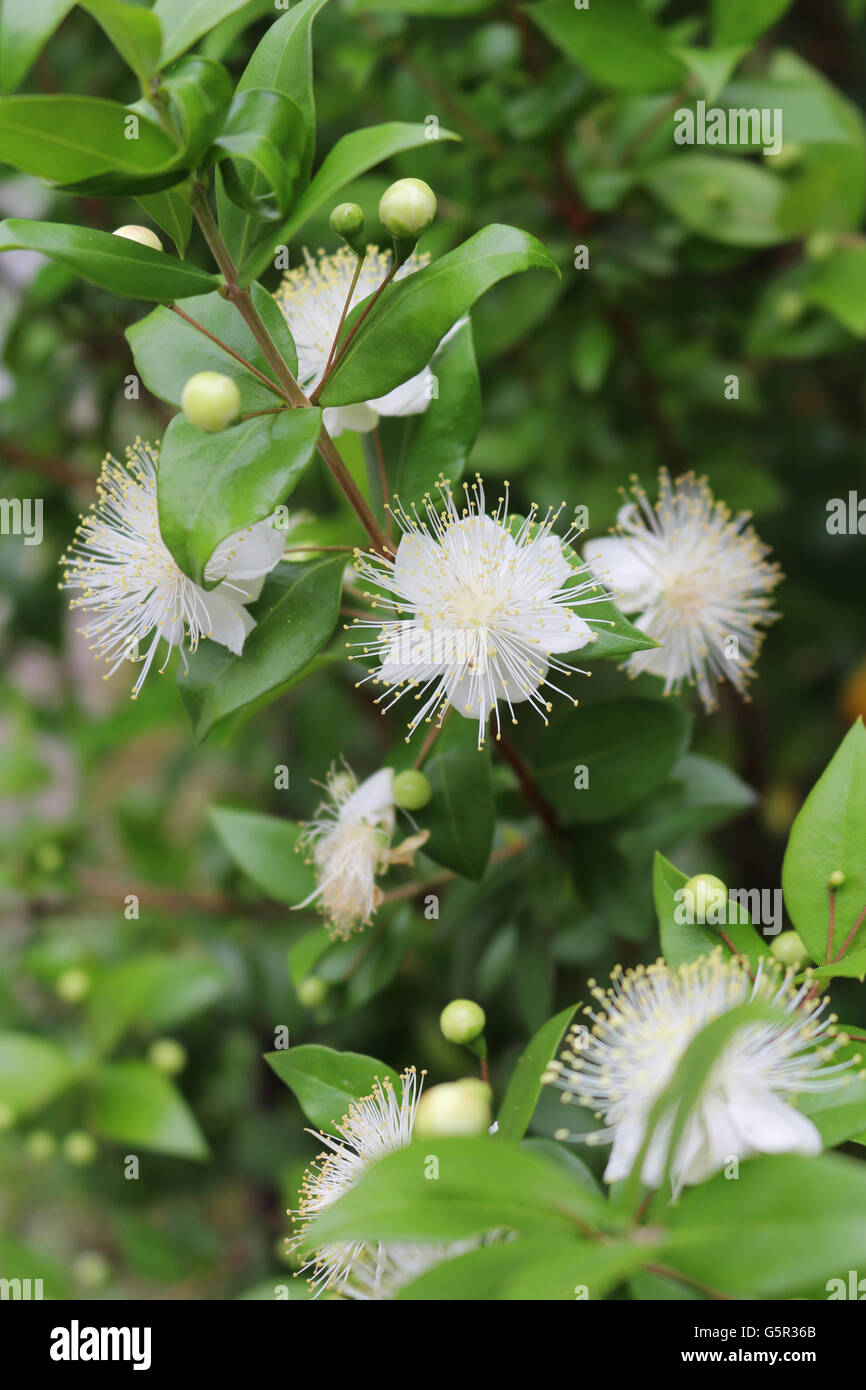 Myrte, Myrtus, Myrthen, gemeinsame Myrte Stockfotografie - Alamy