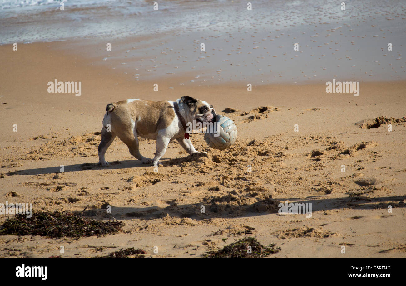 Mops Mit Zähnen Stockfotos & Mops Mit Zähnen Bilder - Alamy