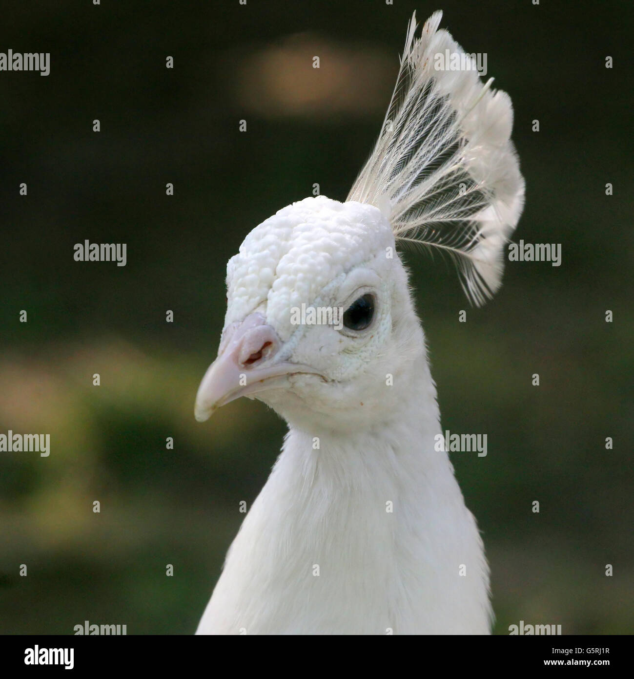 Hahn des weissen pfaues -Fotos und -Bildmaterial in hoher Auflösung – Alamy