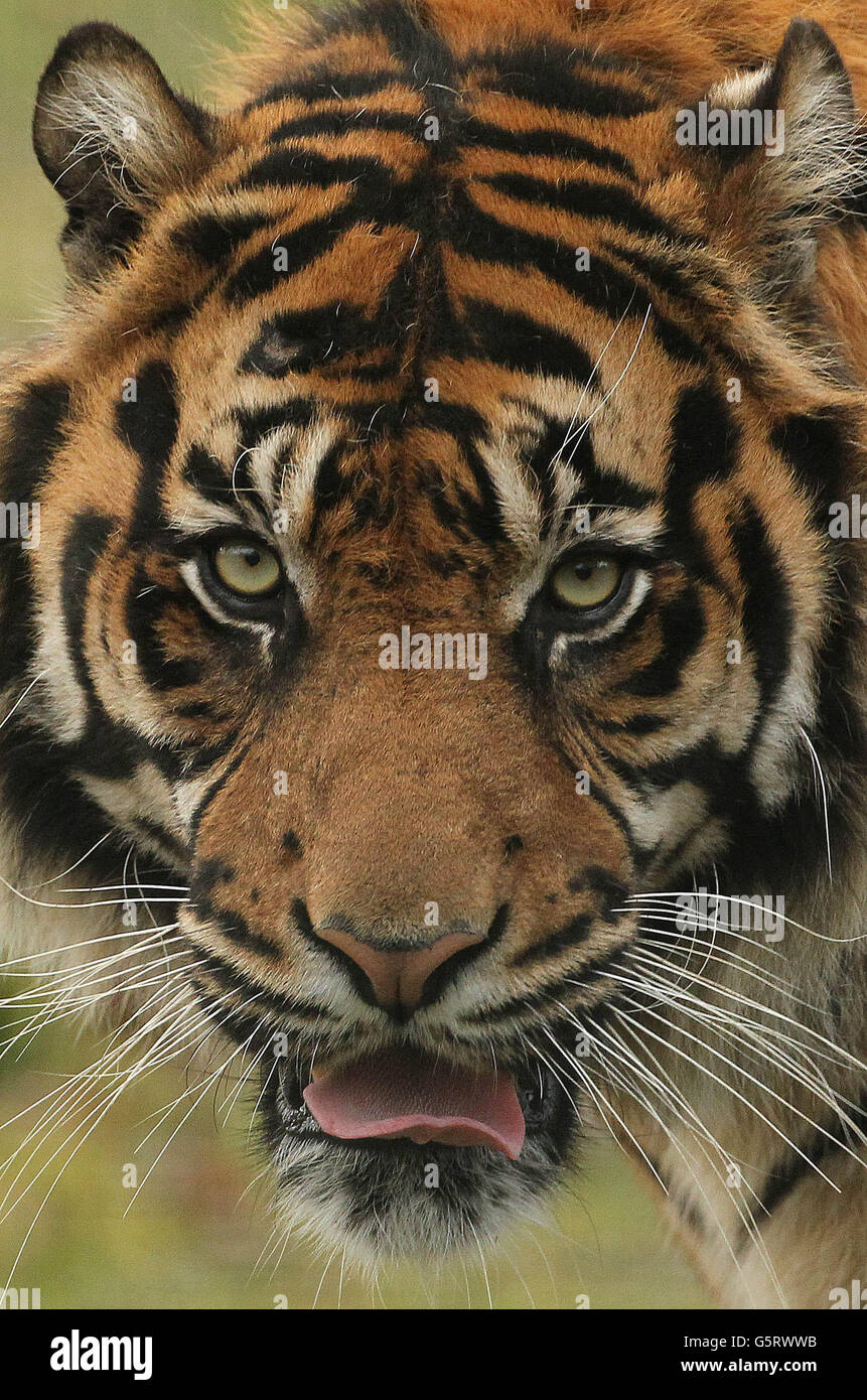 Amur ussuri -Fotos und -Bildmaterial in hoher Auflösung – Alamy