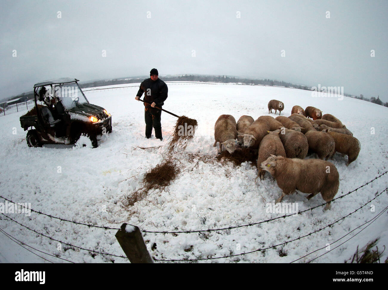 Farmer Paul Rattray von der Westpark Farm bei Auchterarder setzt die ...