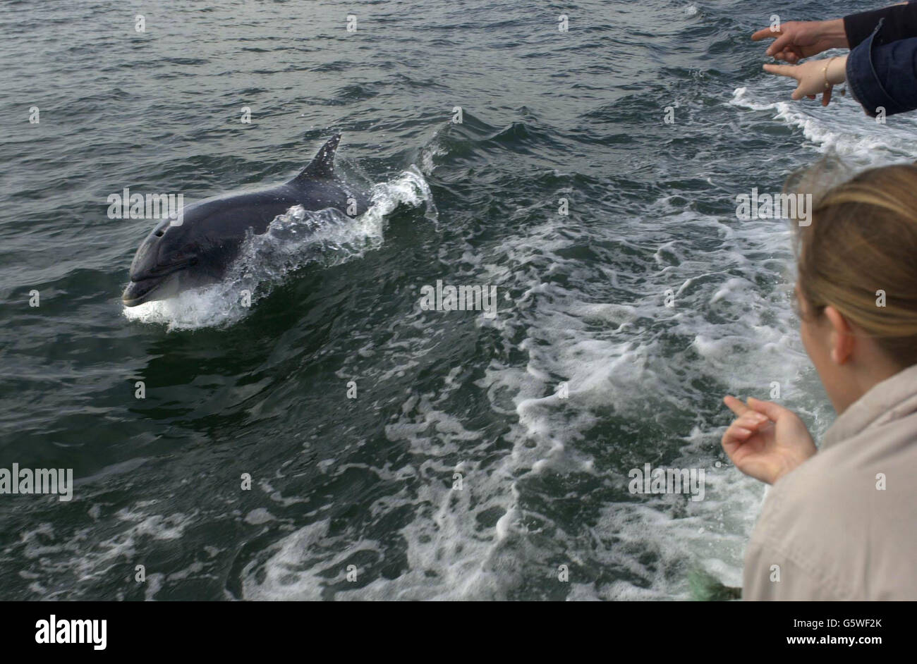 Dingle delfin pilze flosse -Fotos und -Bildmaterial in hoher Auflösung ...