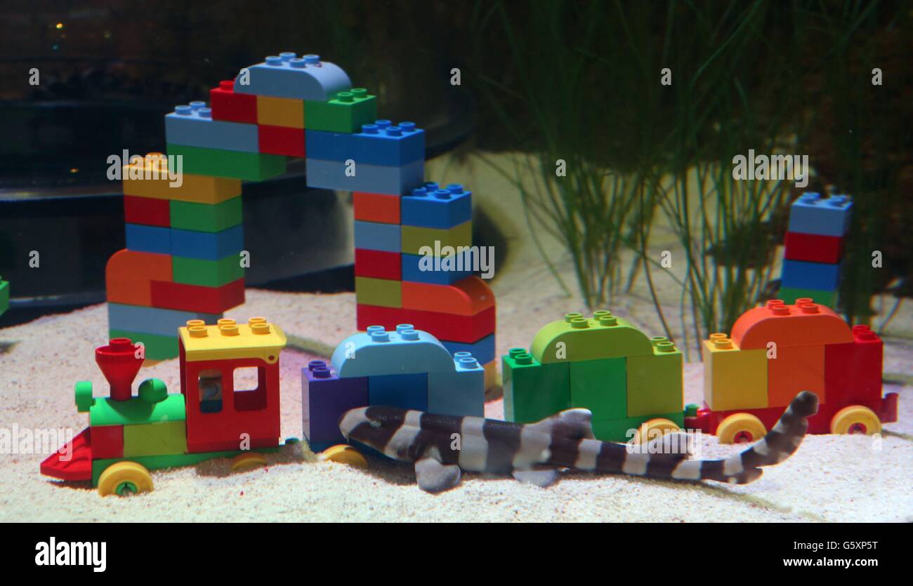 Bambushaie bei legoland windsor -Fotos und -Bildmaterial in hoher ...