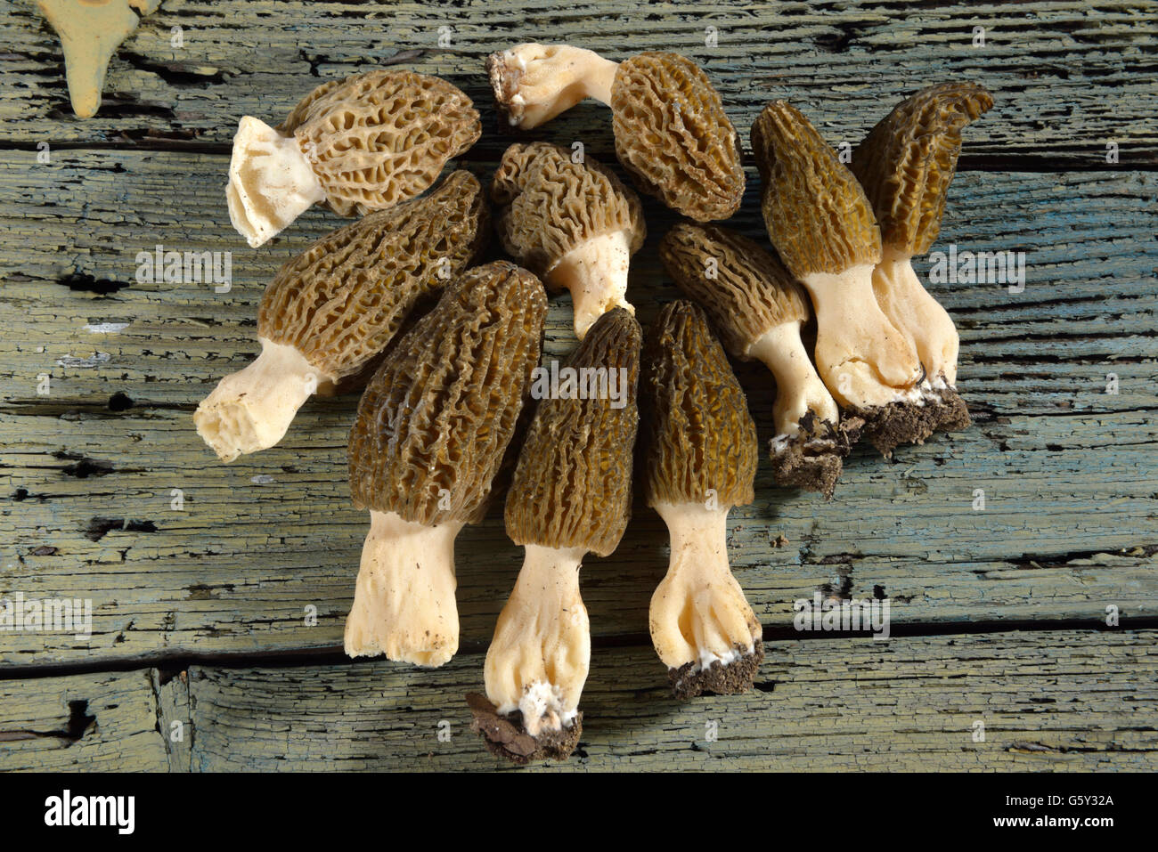 Black morel morchella elata -Fotos und -Bildmaterial in hoher Auflösung ...