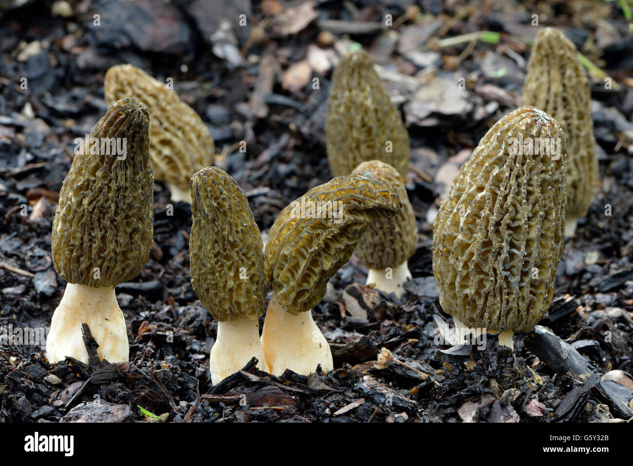 Morel morchella conica -Fotos und -Bildmaterial in hoher Auflösung – Alamy