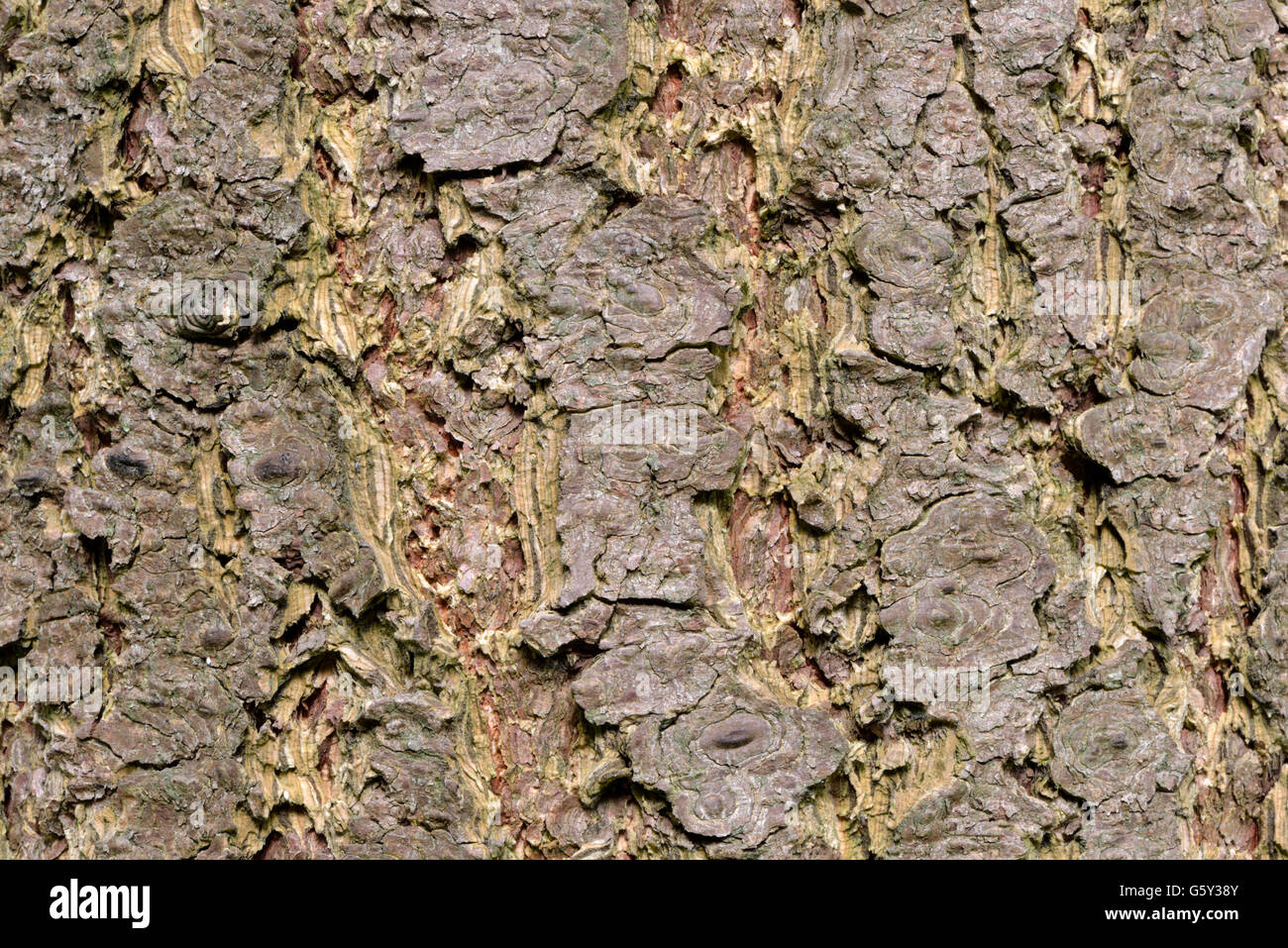 Fichte Rinde Close Up Stockfotos und -bilder Kaufen - Alamy
