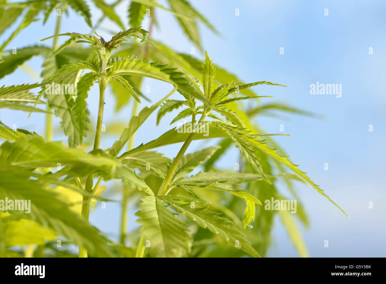 Hanf verwendung -Fotos und -Bildmaterial in hoher Auflösung – Alamy