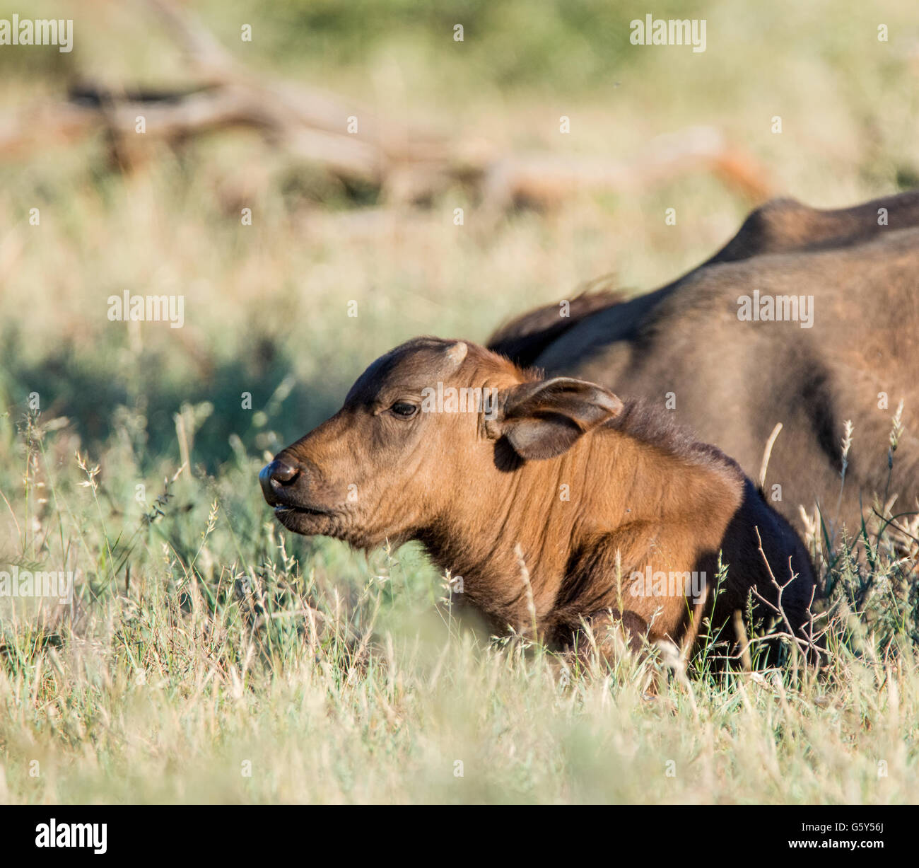 Africa Veld Bush Stockfotos und -bilder Kaufen - Alamy