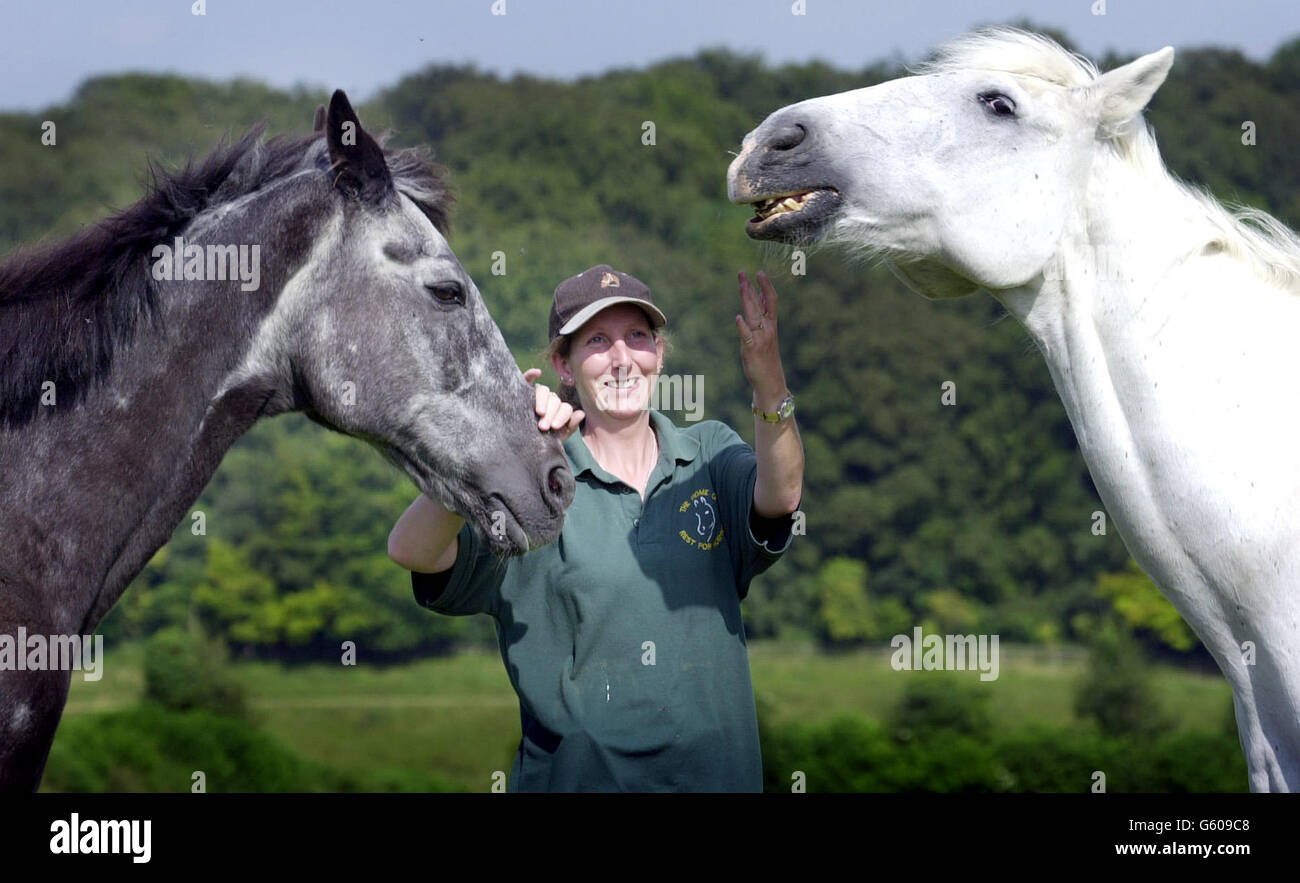 Die ehemaligen Kavalleriepferde Echo (rechts) und Yetti mit ihrem ...