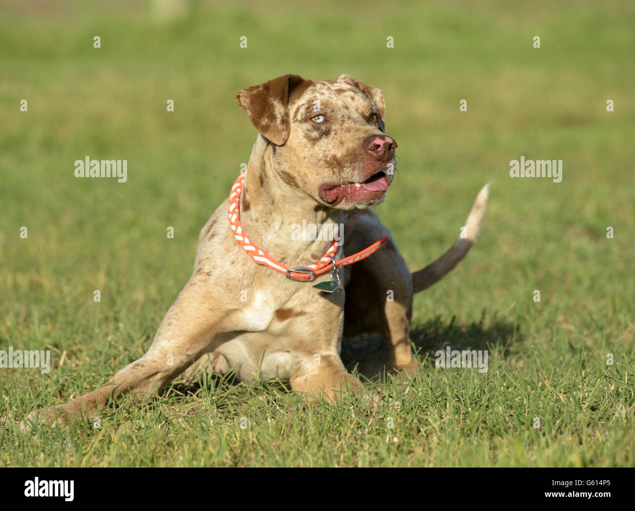 Jagdhund jagdhund -Fotos und -Bildmaterial in hoher Auflösung – Alamy