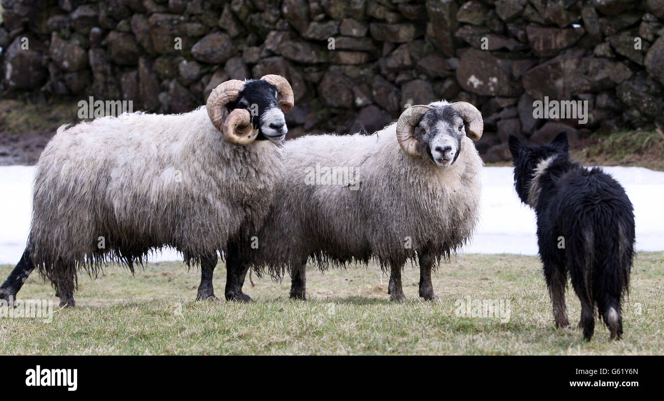 Zwei schottische schwarze gesicht widder -Fotos und -Bildmaterial in ...