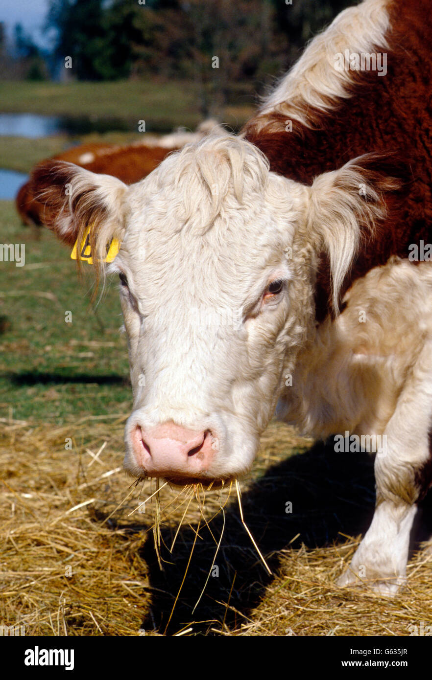 Rinder sonne -Fotos und -Bildmaterial in hoher Auflösung – Alamy