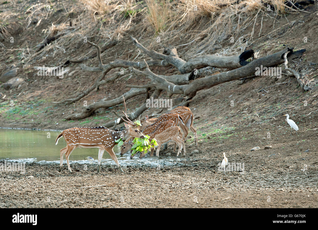 Asiatischer hirsch -Fotos und -Bildmaterial in hoher Auflösung – Alamy