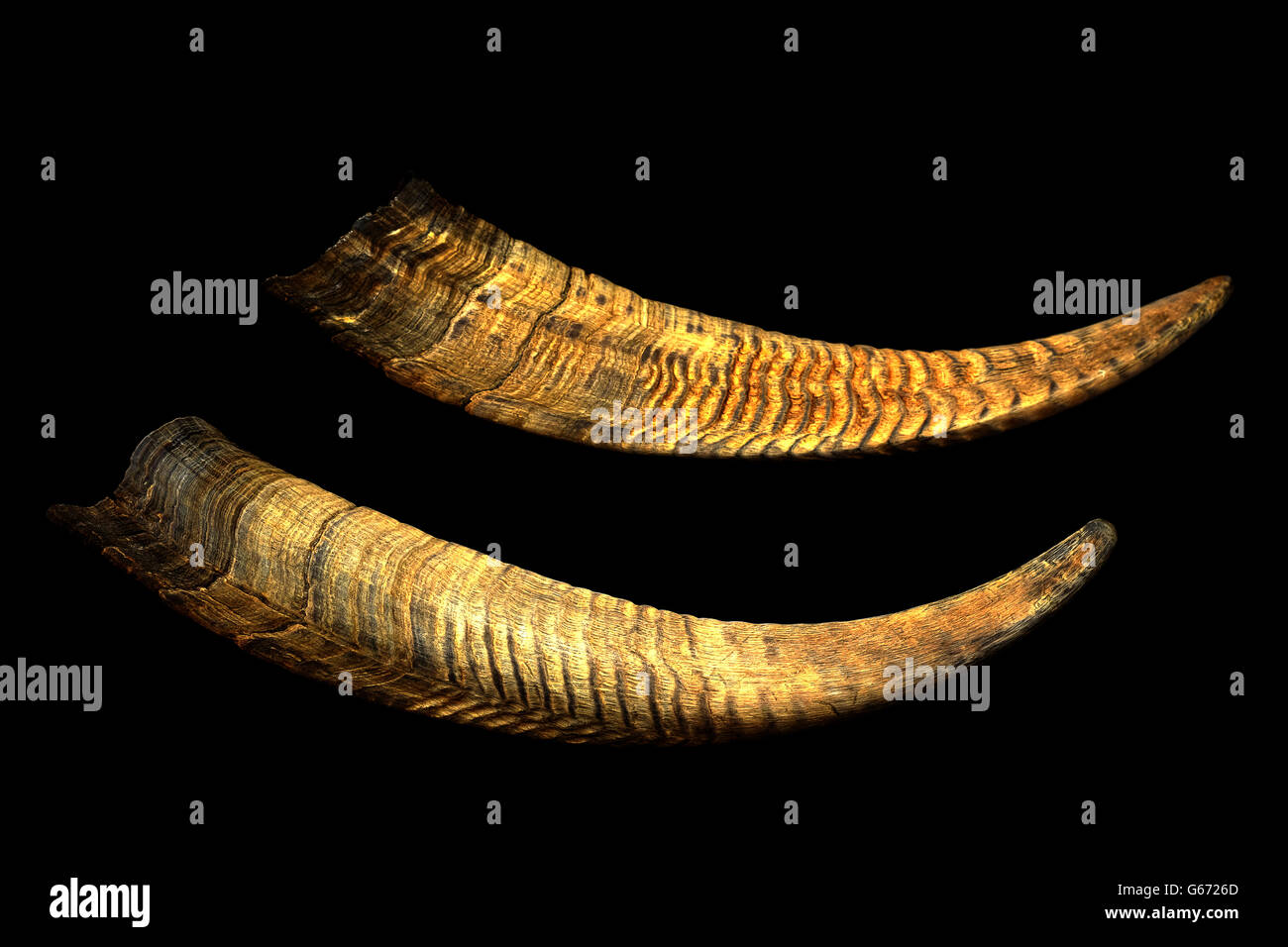 texturierte Detail Ziege Horn (ungeschnittene original Hupe oder ...