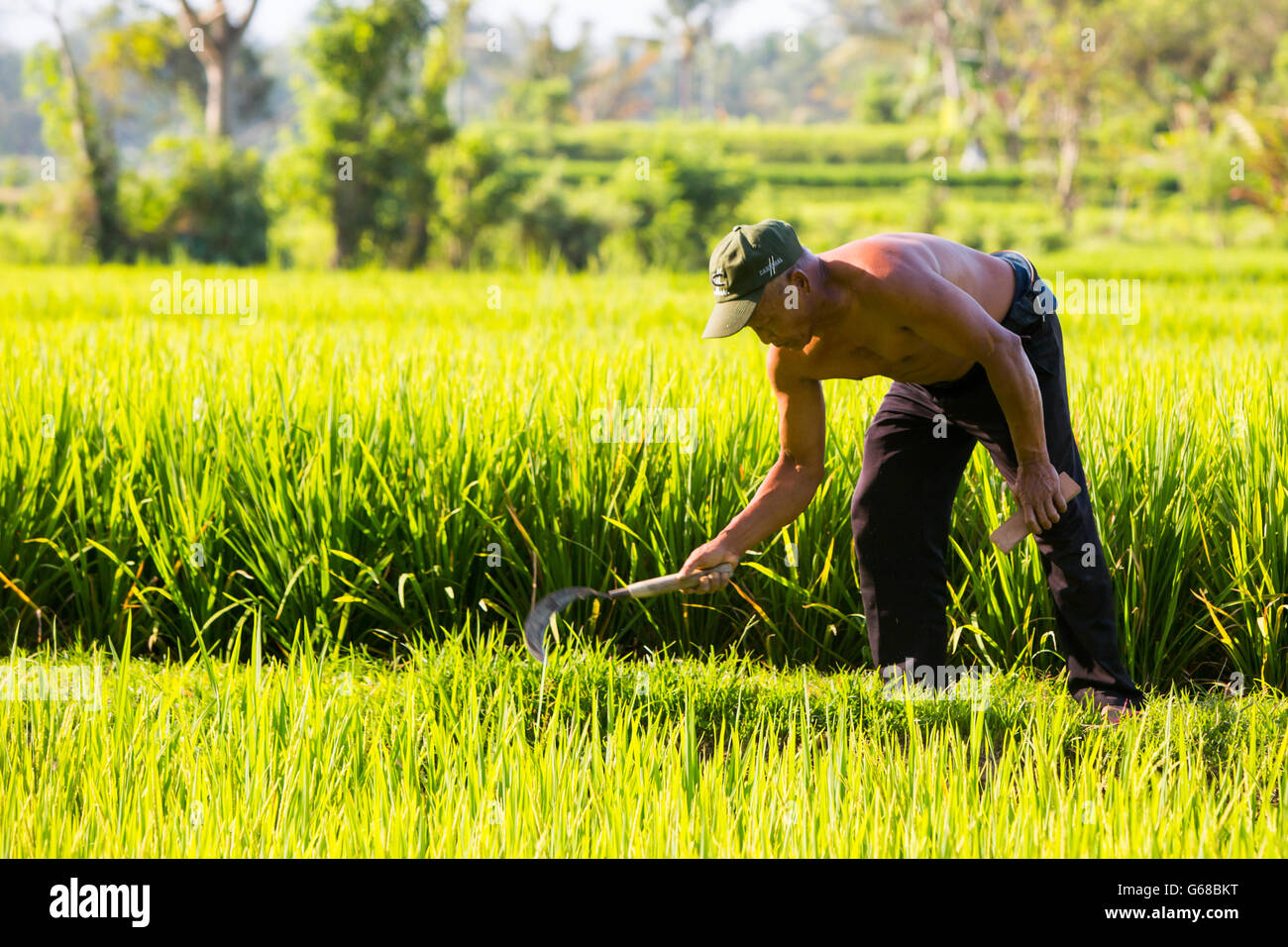 5 reisfelder -Fotos und -Bildmaterial in hoher Auflösung – Alamy