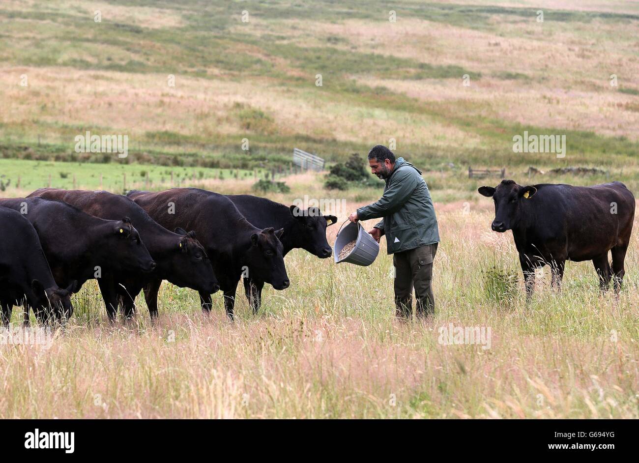 Schottland wagyu -Fotos und -Bildmaterial in hoher Auflösung – Alamy