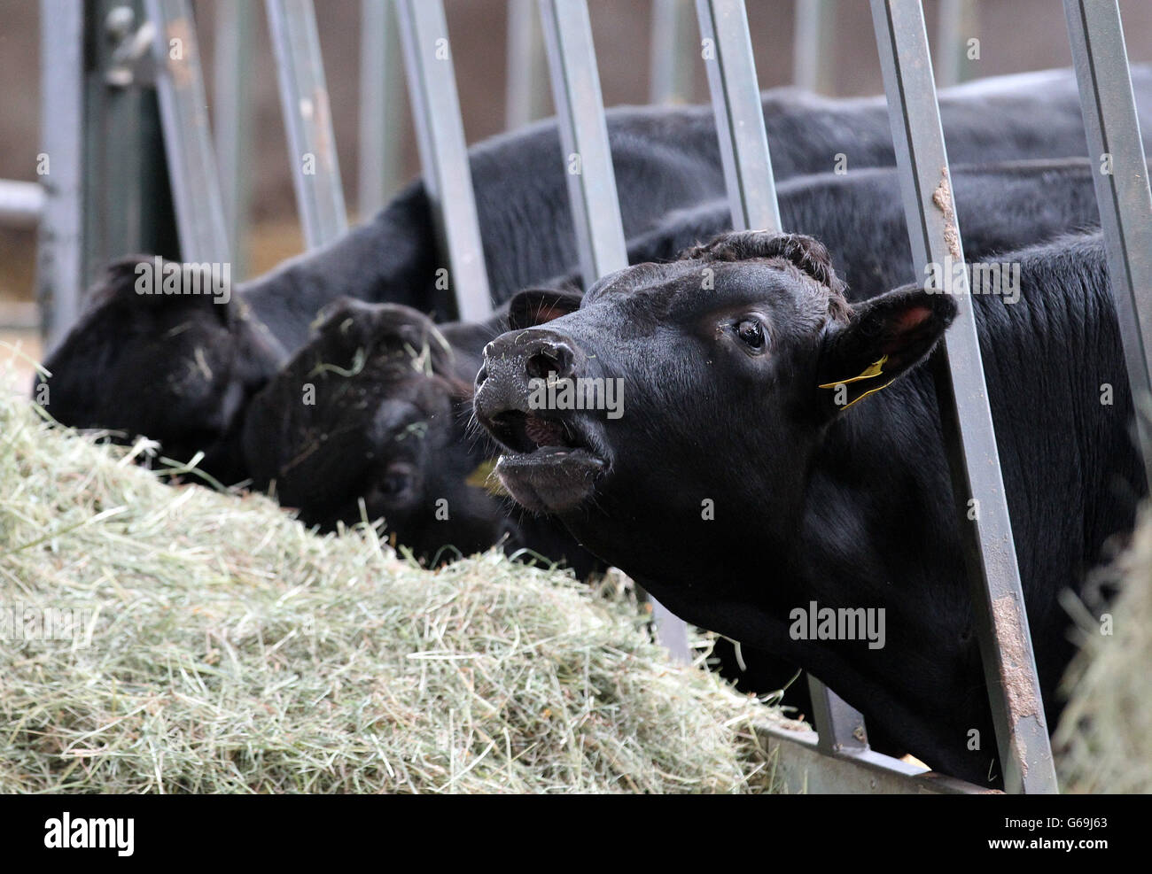 Schottland wagyu -Fotos und -Bildmaterial in hoher Auflösung – Alamy