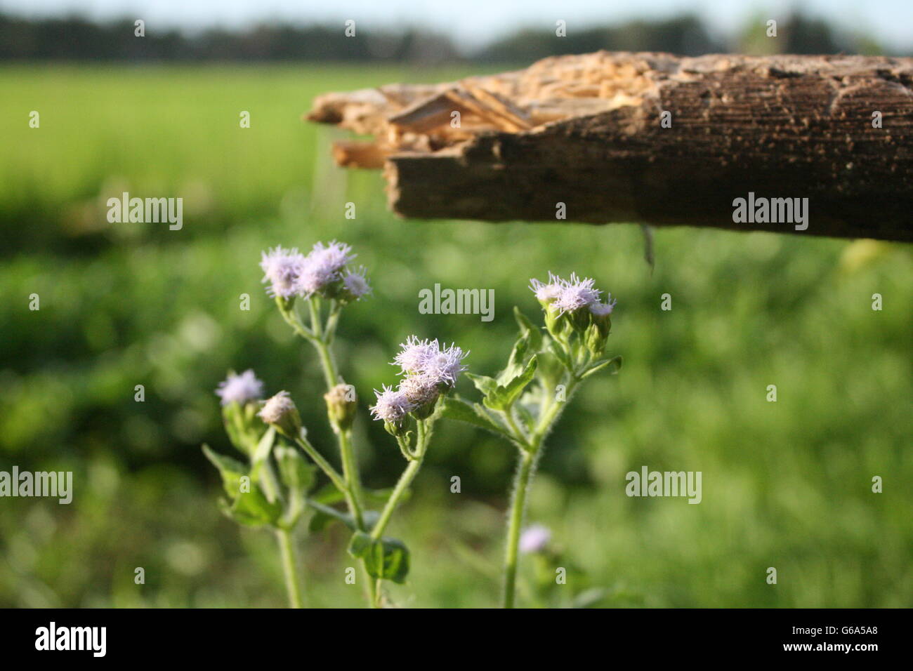 Tropische wildblume -Fotos und -Bildmaterial in hoher Auflösung – Alamy