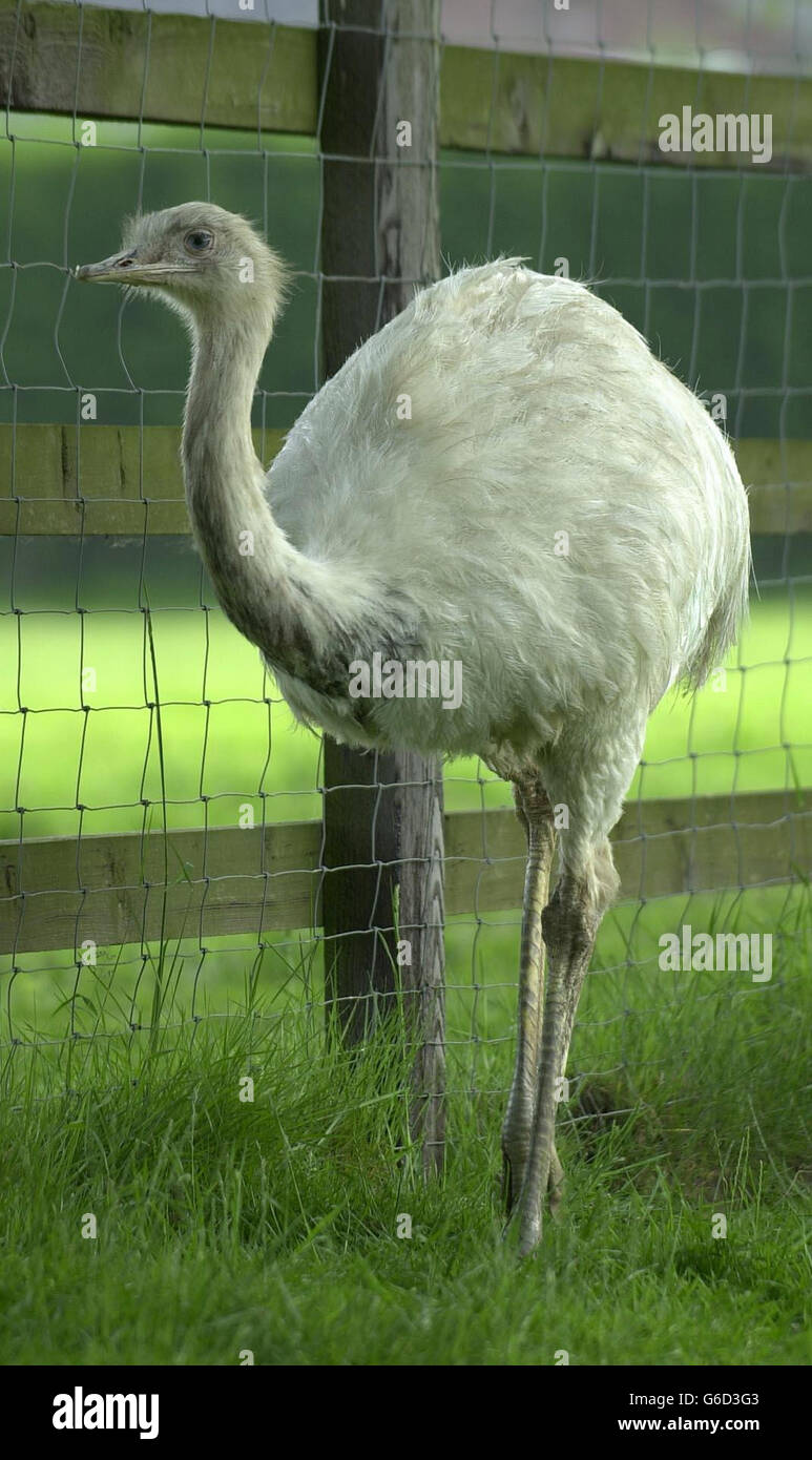 Norfolk, sagten seine besitzer, der vogel -Fotos und -Bildmaterial in ...