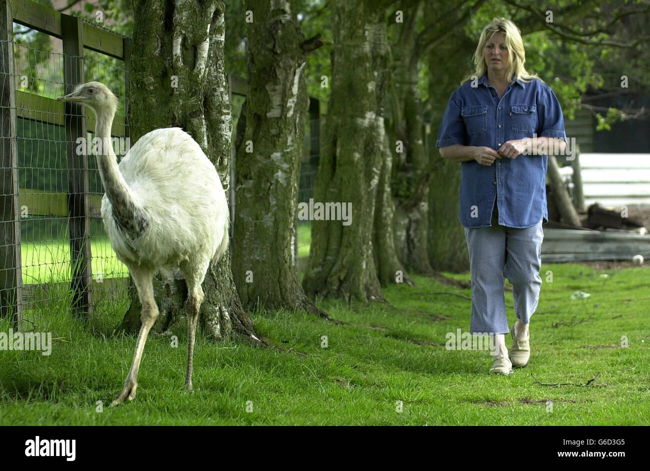 Norfolk, sagten seine besitzer, der vogel -Fotos und -Bildmaterial in ...
