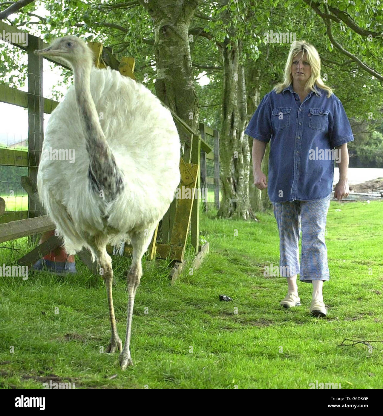 Norfolk, sagten seine besitzer, der vogel -Fotos und -Bildmaterial in ...
