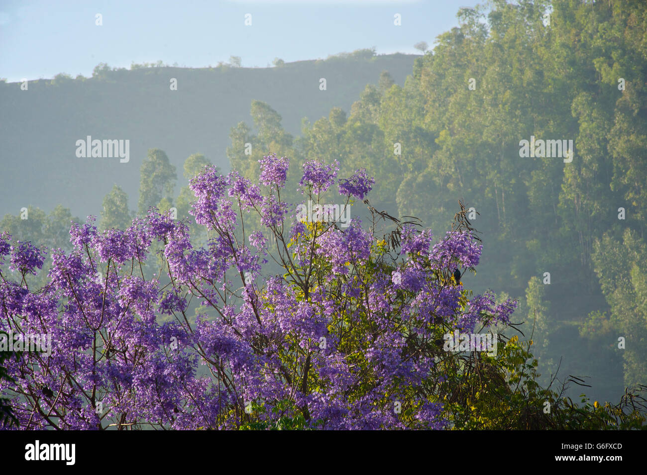 Lila jacarandabaum -Fotos und -Bildmaterial in hoher Auflösung – Alamy