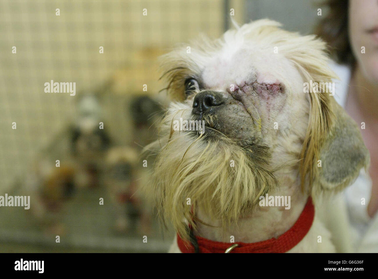 Rspca rettungszentrum in great ayton -Fotos und -Bildmaterial in hoher ...