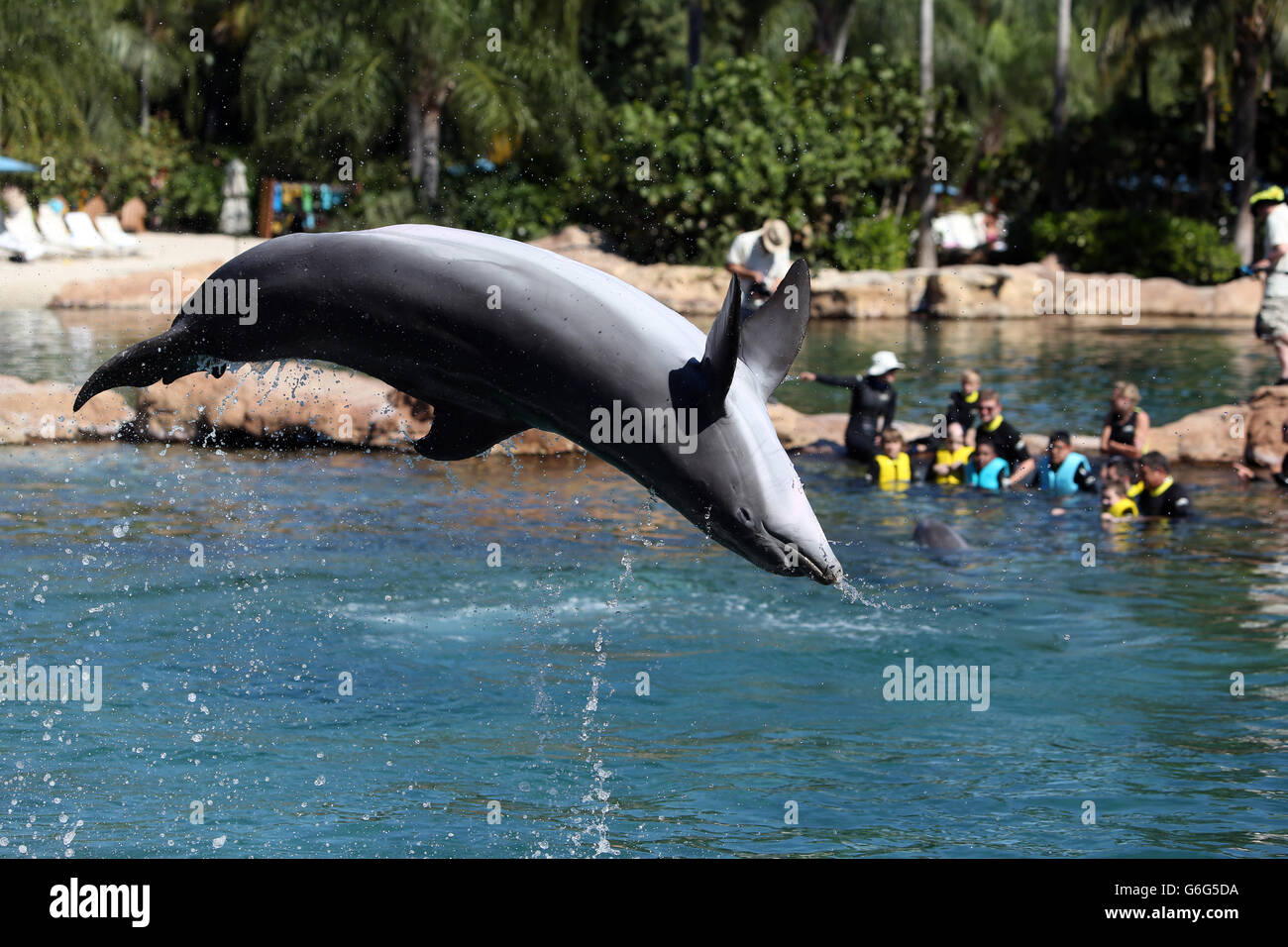 Delfine springen entdeckungsbucht -Fotos und -Bildmaterial in hoher ...