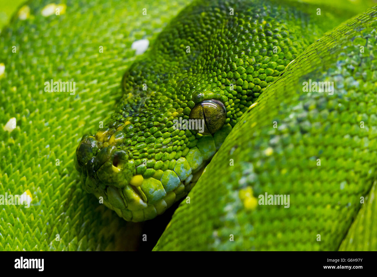 Baumpython Makro, Tree Python Schlange Reptilien Tiere Stockfotografie ...