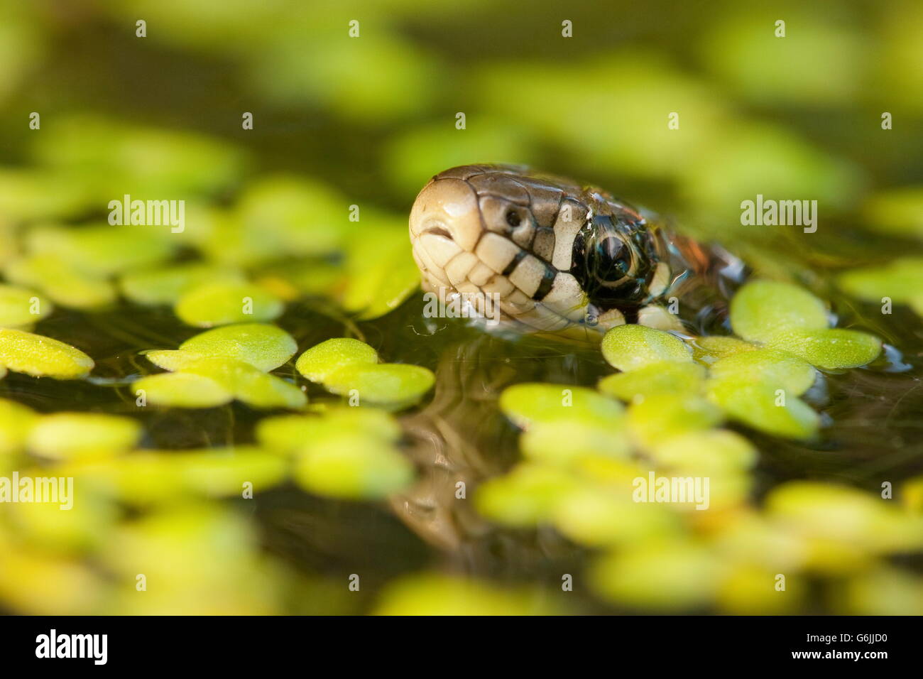 Ringelnatter natrix natrix schwimmend -Fotos und -Bildmaterial in hoher ...