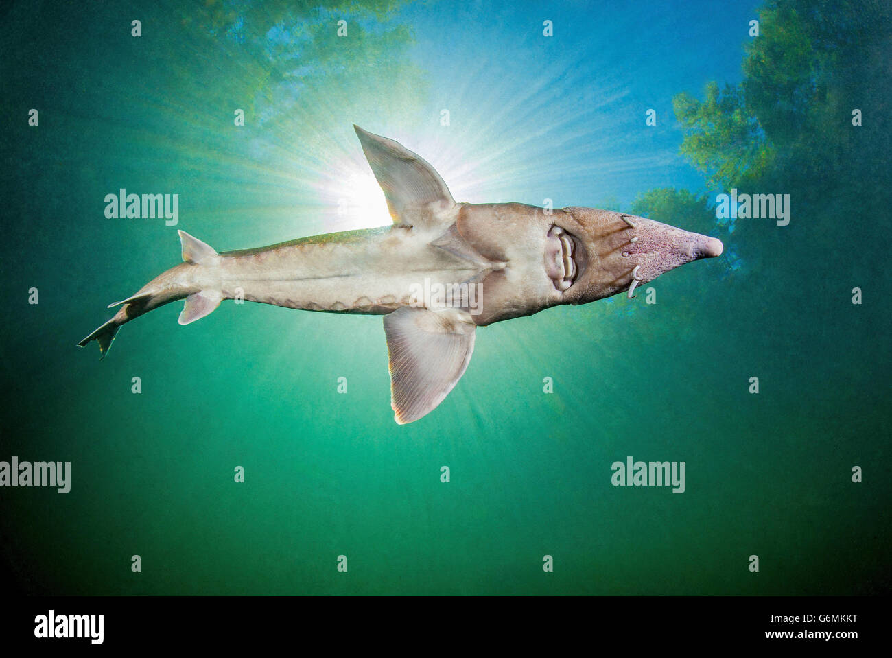 Sibirischer Stör, Baden-Wurttemberg, Deutschland / (Acipenser Baeri ...