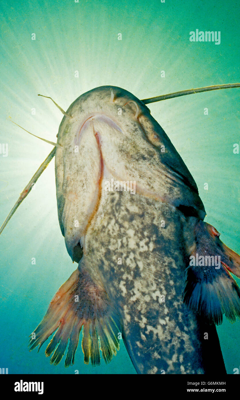 Europäischer wels -Fotos und -Bildmaterial in hoher Auflösung – Alamy
