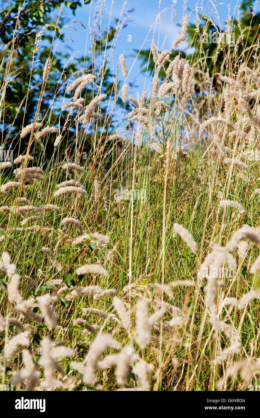 Melic grass -Fotos und -Bildmaterial in hoher Auflösung – Alamy