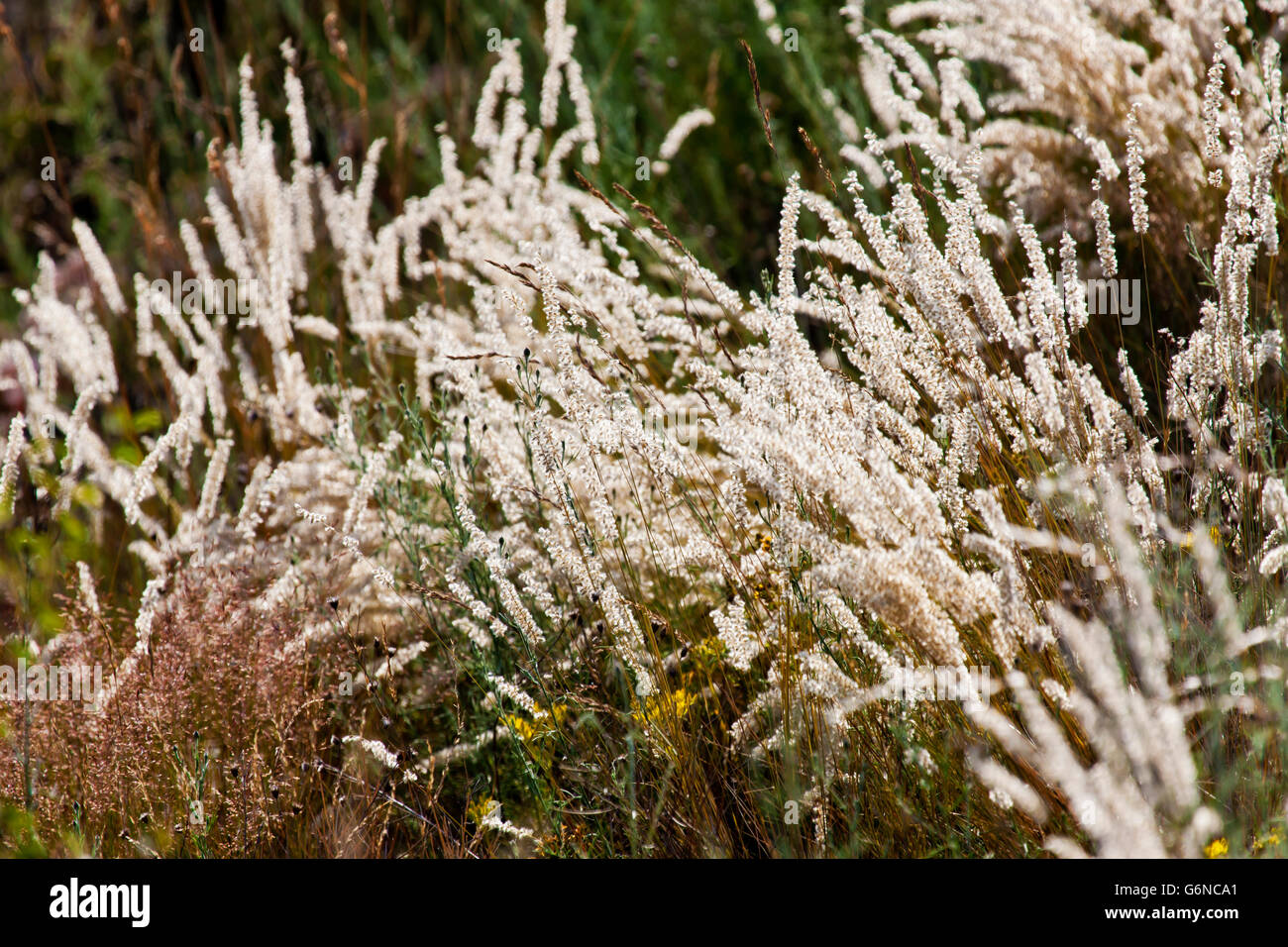 Melic grass -Fotos und -Bildmaterial in hoher Auflösung – Alamy