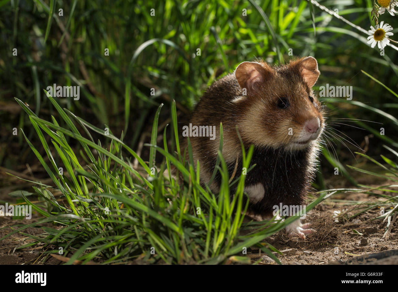 Cricetus im gras -Fotos und -Bildmaterial in hoher Auflösung – Alamy