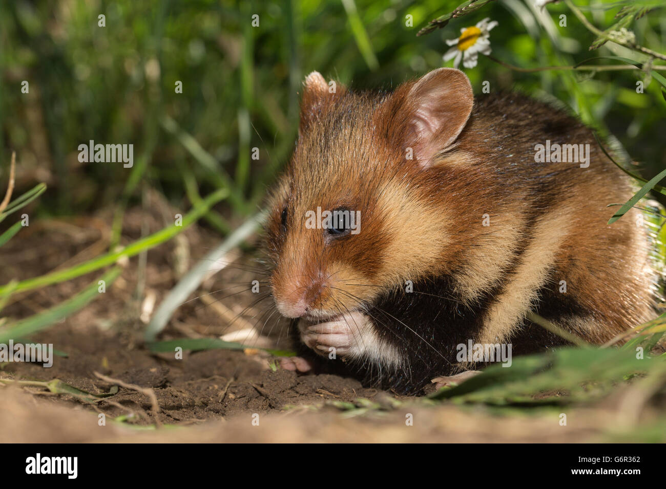 Cricetus im gras Stockfotos und -bilder Kaufen - Alamy
