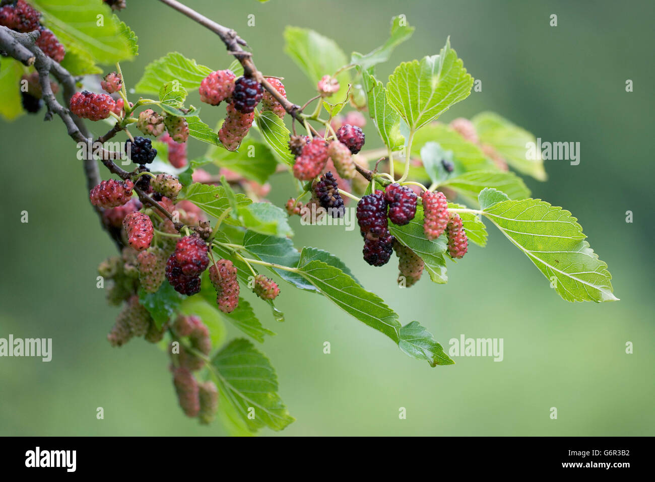 Schwarzer maulbeerbaum -Fotos und -Bildmaterial in hoher Auflösung – Alamy