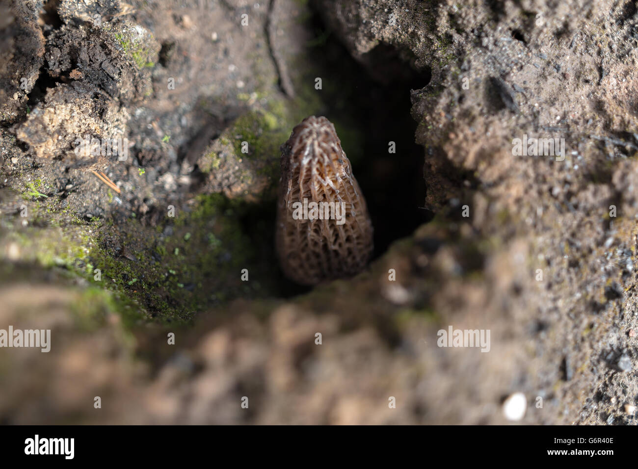 Alberta mushrooms -Fotos und -Bildmaterial in hoher Auflösung – Alamy