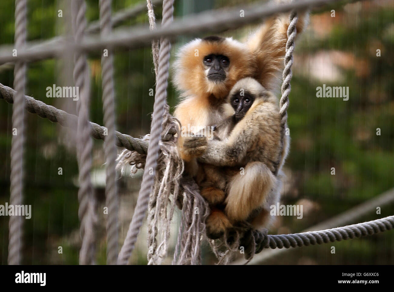 Ein Baby buff-cheeked Gibbon mit seiner Mutter Lucy in ihrem Gehege im ...