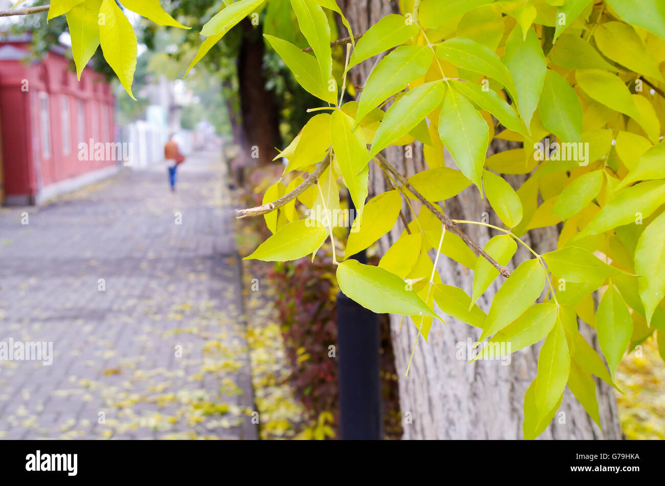 Gefallener eschenbaum -Fotos und -Bildmaterial in hoher Auflösung – Alamy