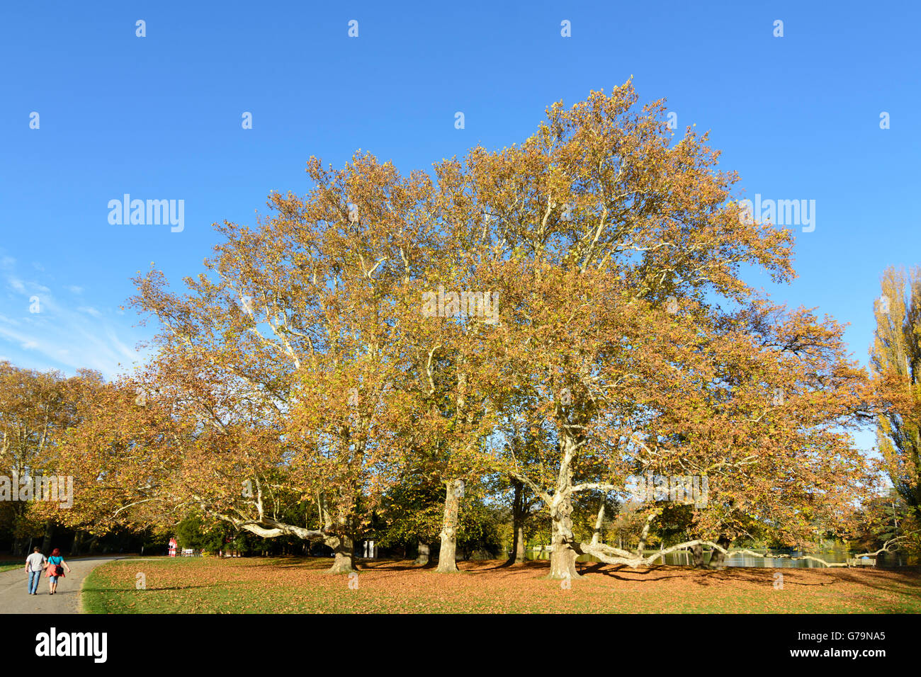 Platanen (Platanus) im Schlosspark Laxenburg, Laxenburg, Österreich ...