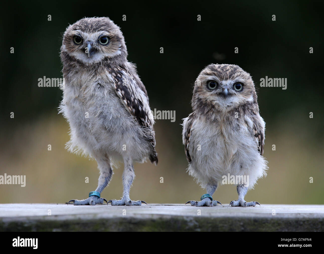 Tiere eulen hli pinanimals tiermayhem -Fotos und -Bildmaterial in hoher Auflösung – Alamy